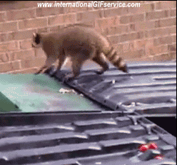 GIF 01 Raton Laveurs Animaux Humour - Fun